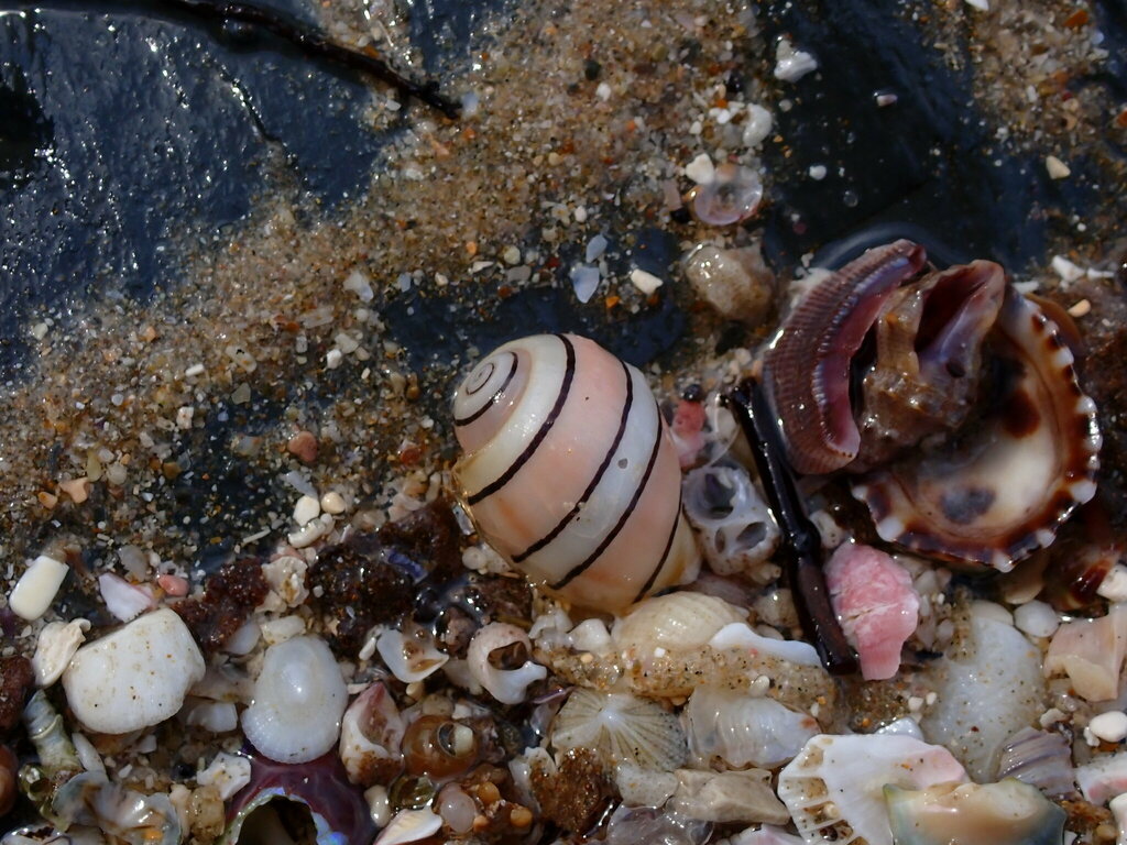 Pink Bubble Snail from Barcoongere NSW 2460, Australia on August 21 ...