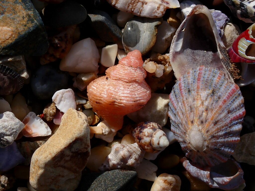 Mipus arbutum from Barcoongere NSW 2460, Australia on August 21, 2024 ...