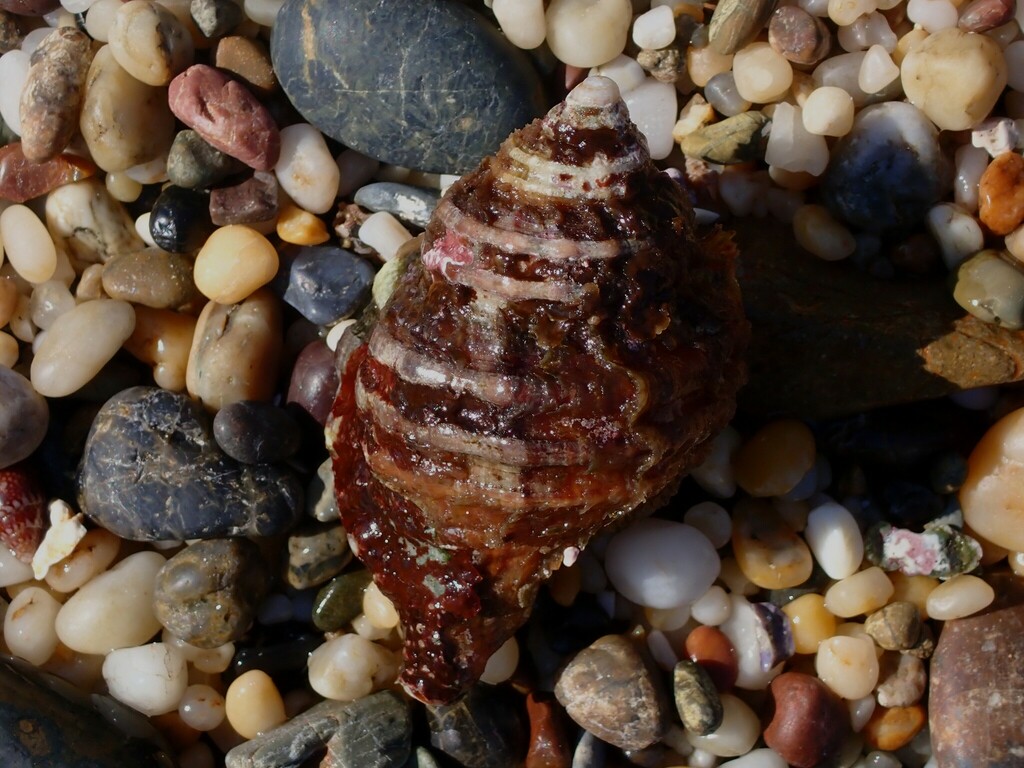 Giant Hairy Triton Snail from Barcoongere NSW 2460, Australia on August ...