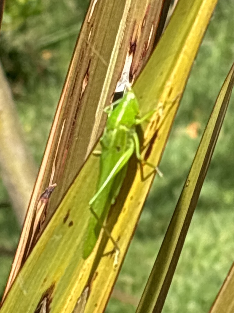 Large Conehead from Westlords, Eastbourne, England, GB on August 21 ...