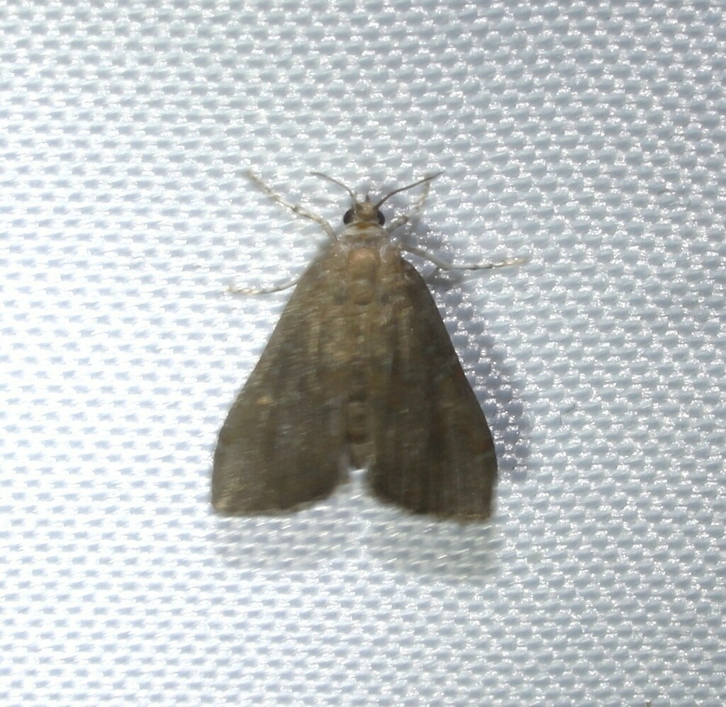 Waterlily Borer Moth from Mud Pond, Mountain Top, PA 18707, USA on June ...