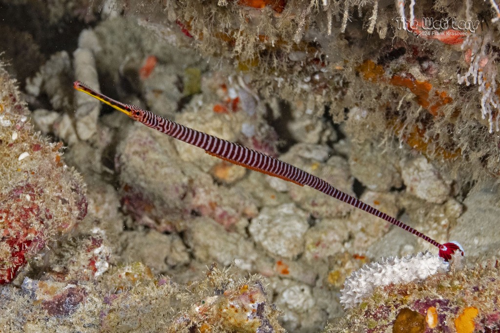 Many-banded pipefish from Alifu Alifu Atoll, Maldives on February 05 ...