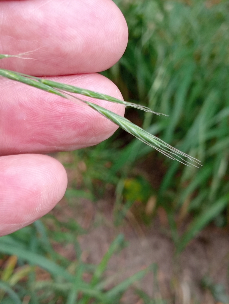 Slender False Brome from Littlethorpe Road Ripon, North Yorkshire ...