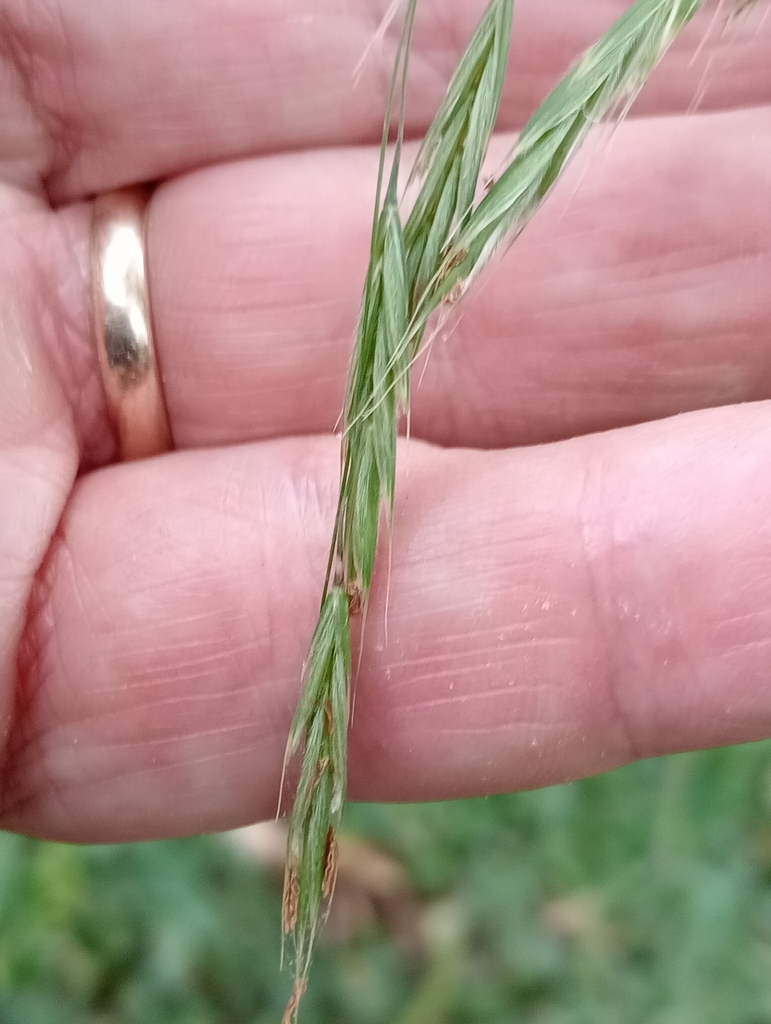 Hairy-brome from Littlethorpe Road Ripon, North Yorkshire, Littlethorpe ...