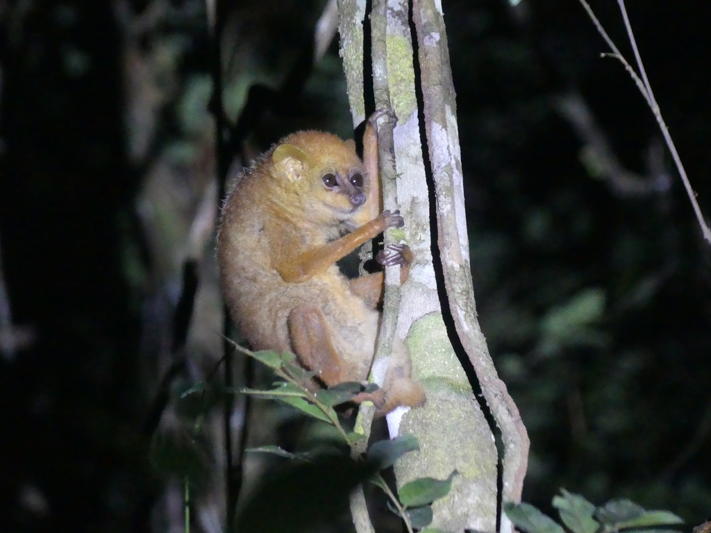 Golden Angwantibo from MKB-O on August 20, 2024 at 08:03 PM by Parc de ...