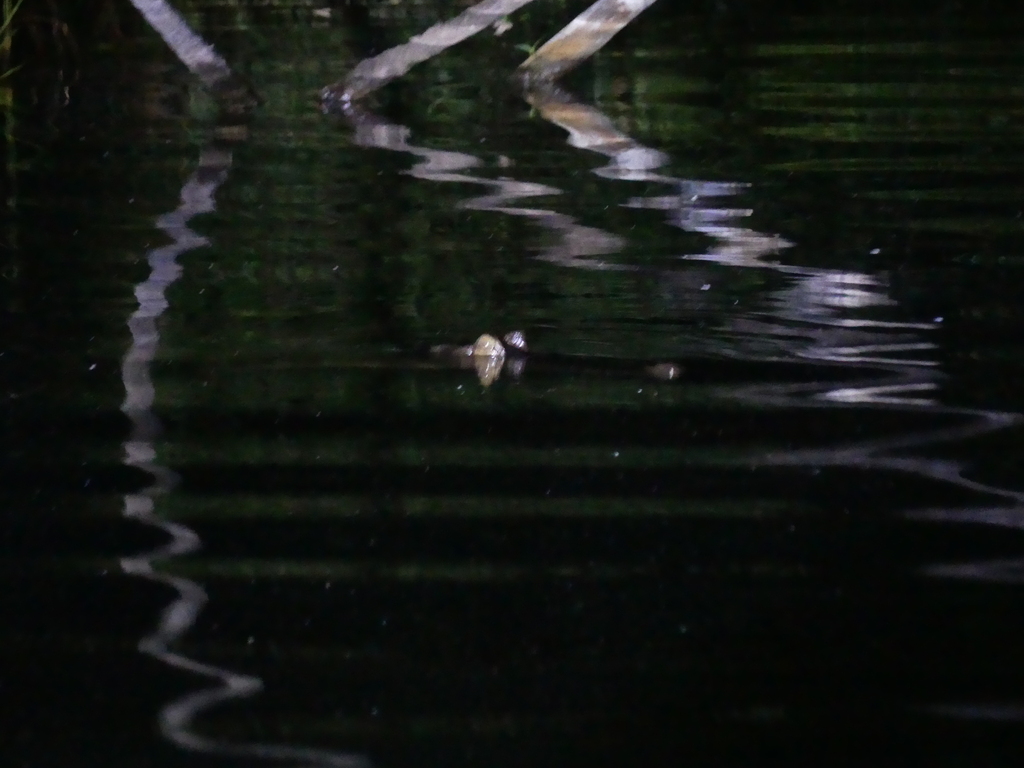 Central African slender-snouted crocodile from MSB-L on August 19, 2024 ...