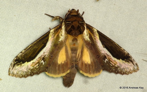 Genus Rhuda · iNaturalist