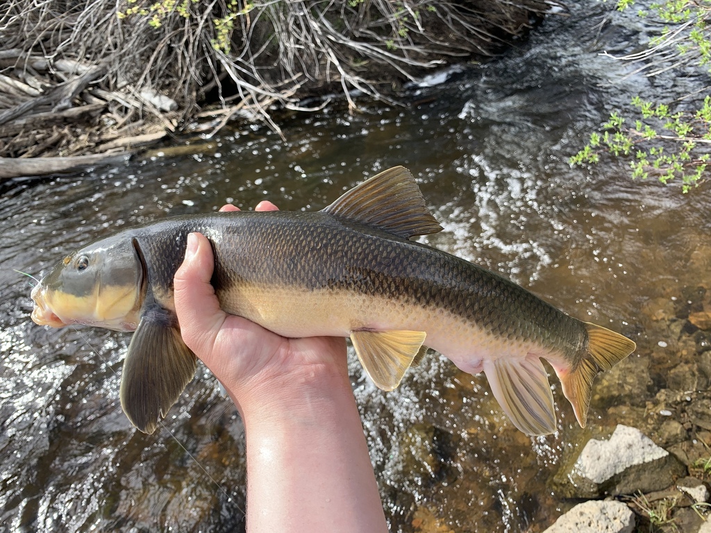 Utah Sucker from Fishlake National Forest, Annabella, UT, US on June 12 ...