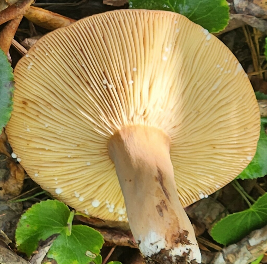 Weeping Milk Cap from Botetourt County, VA, USA on August 17, 2024 at ...