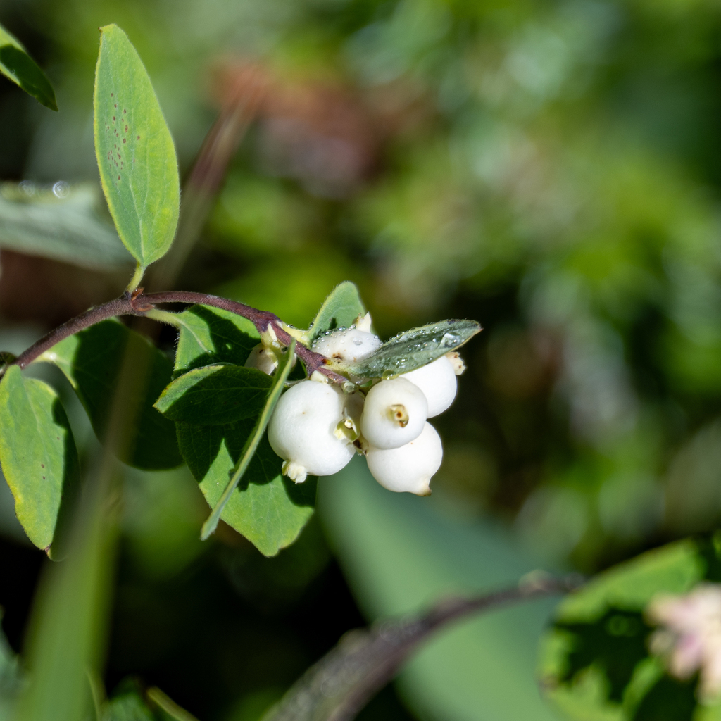 Roundleaf Snowberry from Larimer County, CO, USA on August 20, 2024 at ...