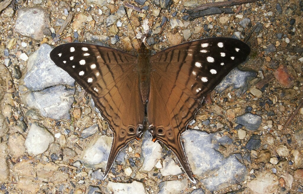 Spot-banded Daggerwing from Pueblo Rico, Risaralda, Colombia on April ...