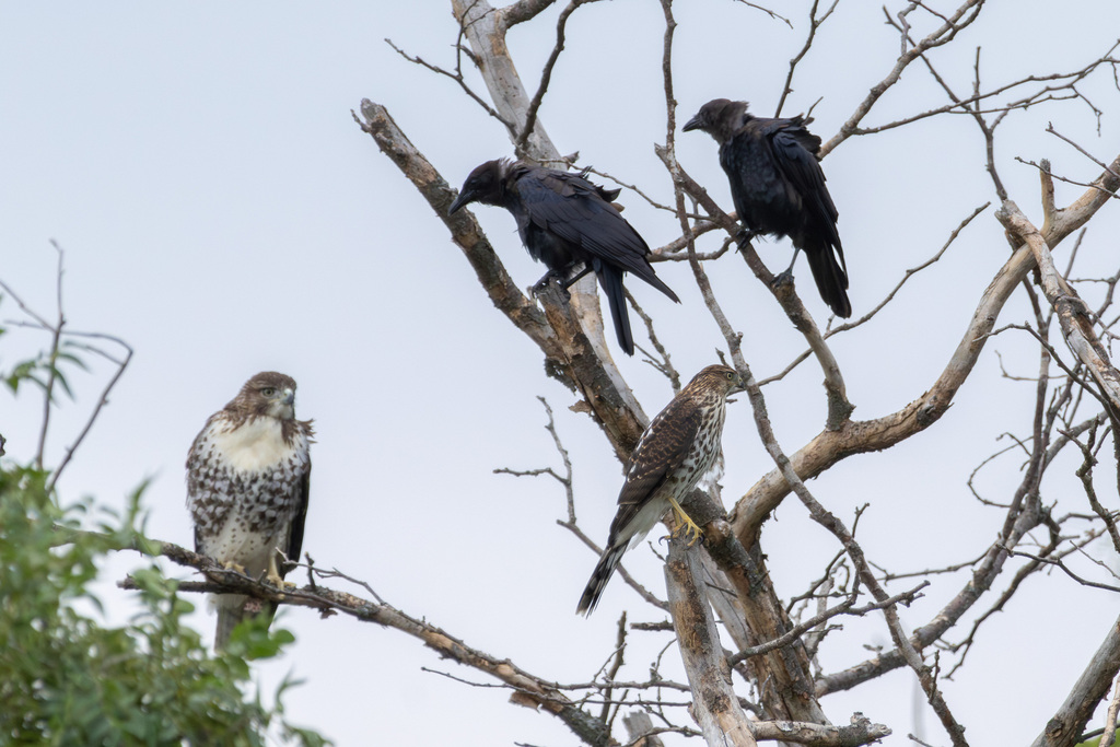 Red-tailed Hawk from Marsh Wren on August 21, 2024 at 08:24 AM by Tobin ...