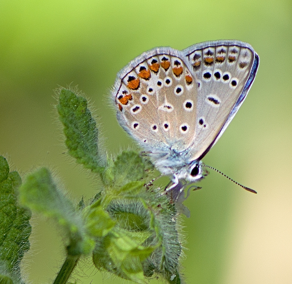 Common Blue from Primorsko, BG-BR, BG on July 09, 2016 at 11:12 AM by ...