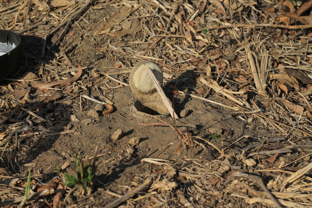 Horned Trapdoor Spiders from uMzinyathi District Municipality, South ...