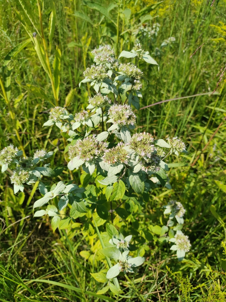 Loomis' Mountainmint from Manchester, TN 37355, USA on August 21, 2024 ...