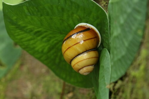 género Pachysphaera · NaturaLista Colombia
