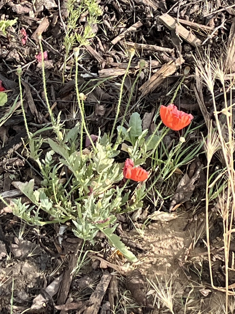 common poppy from Queens Road, Norwich, England, GB on August 21, 2024 ...