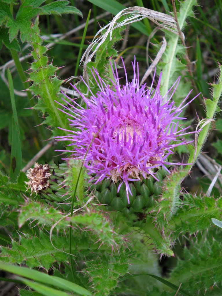 dwarf thistle (Cirsium drummondii) - Botanical Realm