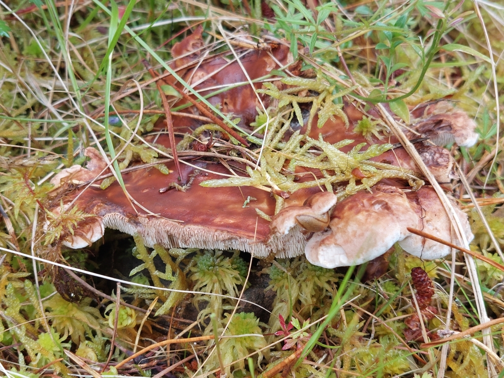 Drab Tooth from Highland, Scotland, GB on August 21, 2024 at 02:47 PM ...