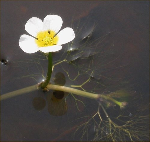 Threadleaf Buttercup (Variety Ranunculus aquatilis diffusus) · iNaturalist