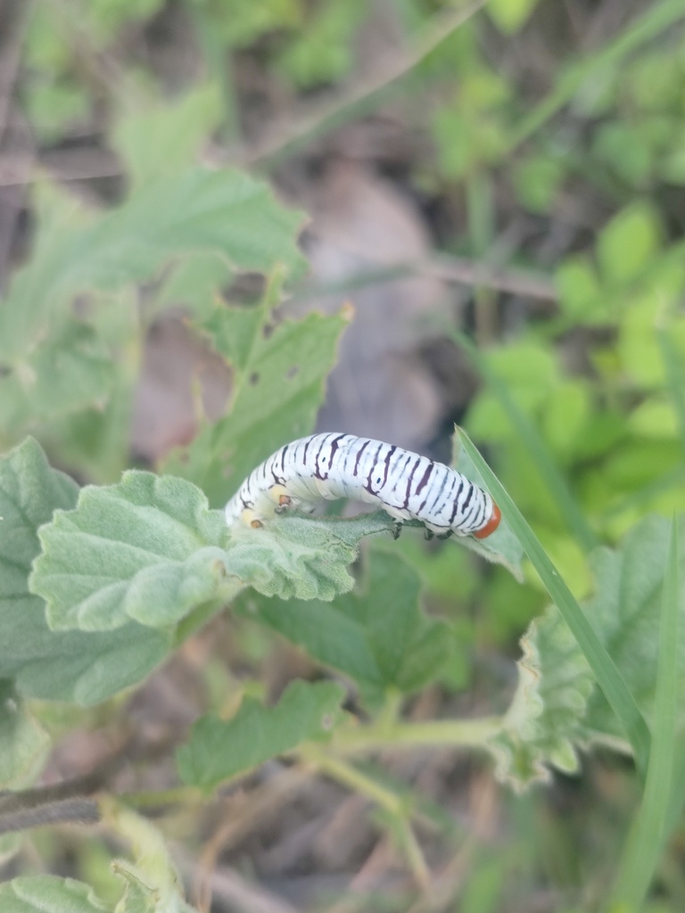 Hieroglyphic Moth from Cihuatlán, Jal., México on July 23, 2024 at 07: ...