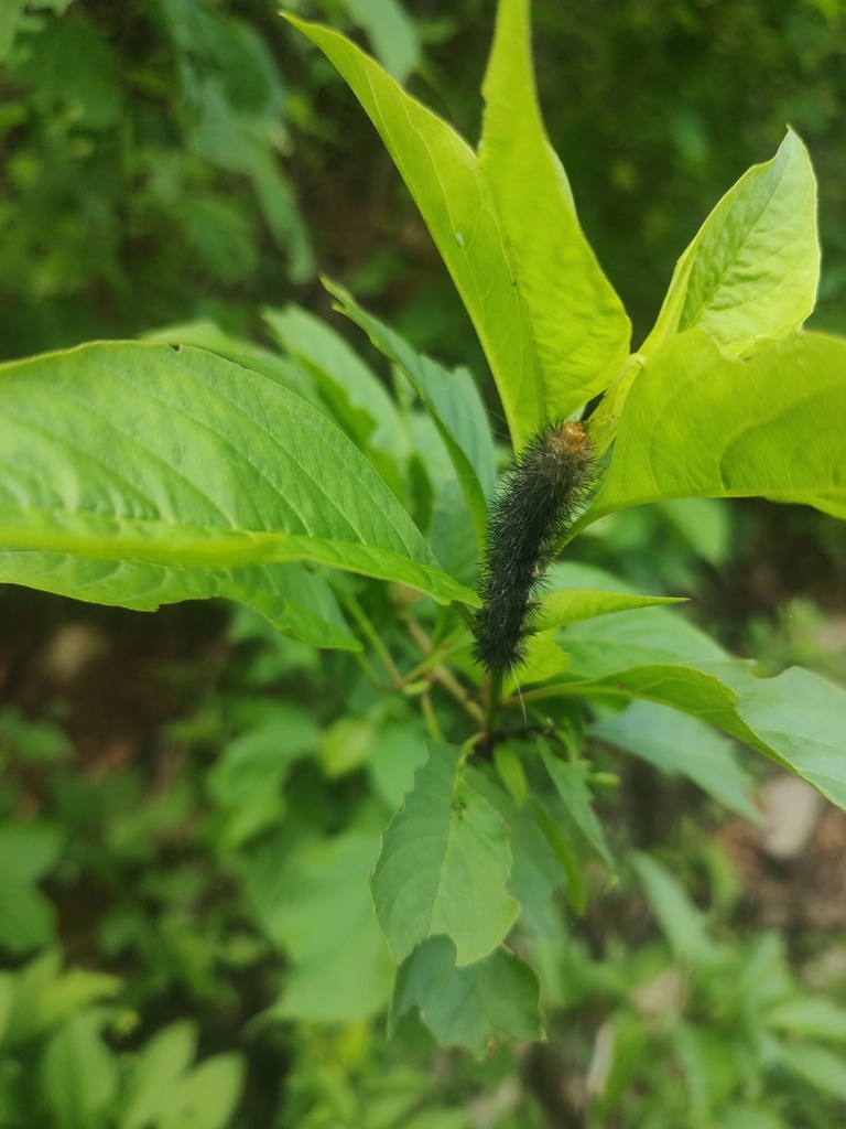 Hypercompe from Cihuatlán, Jal., México on July 23, 2024 at 07:44 AM by ...
