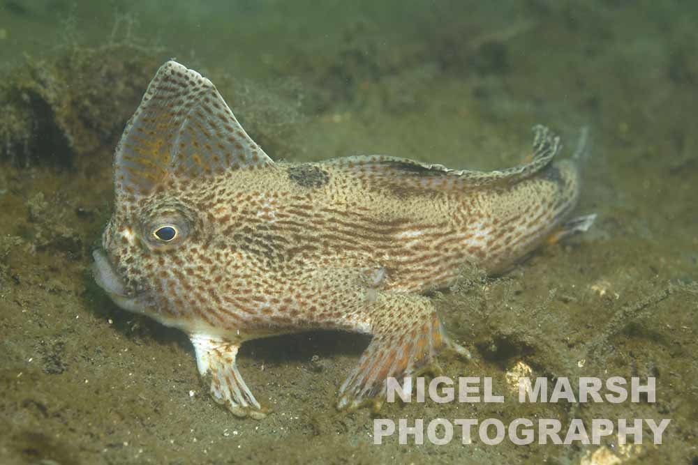 Spotted Handfish from Hobart TAS, Australia on February 22, 2016 at 10: ...