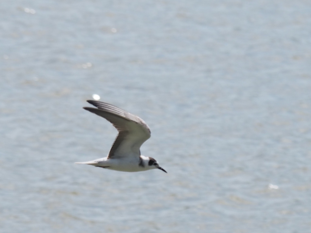 Black Tern in August 2024 by sanne2021 · iNaturalist