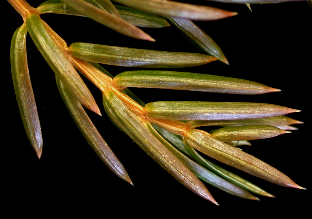 common juniper (Juniperus communis) - Botanical Realm