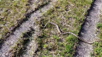 Colubrine Snakes in August 2024 by eshansingh · iNaturalist