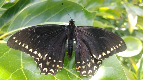 Subspecies Papilio victorinus victorinus · iNaturalist