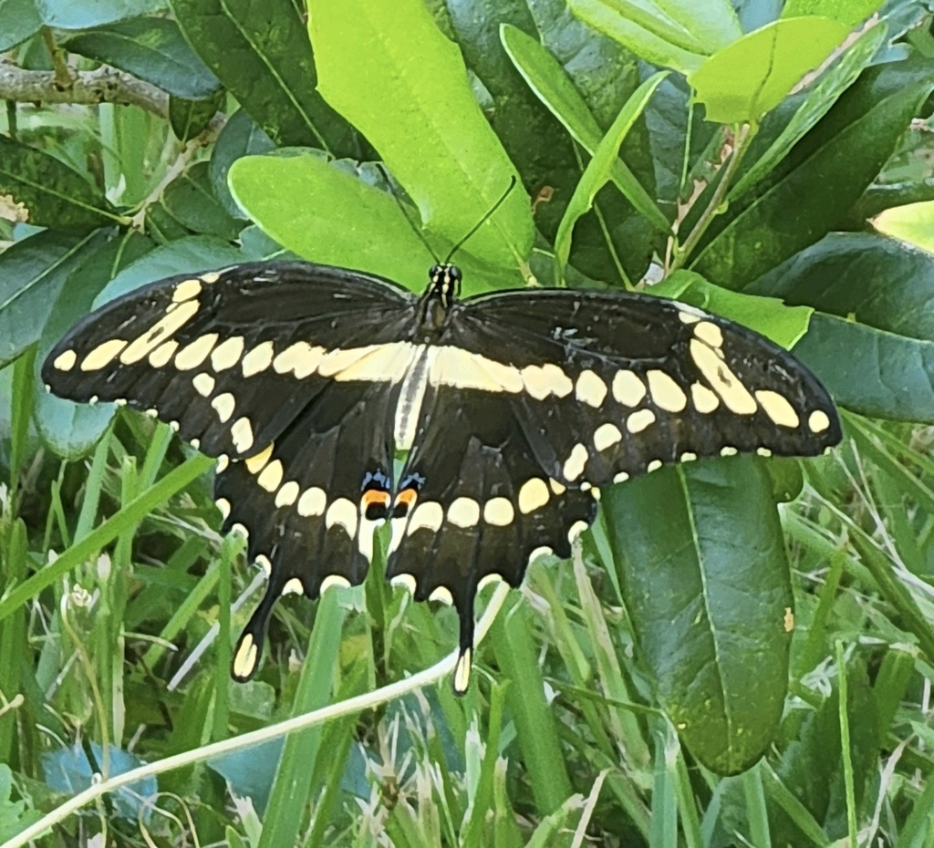 Eastern Giant Swallowtail from W Beach Dr, Panama City, FL, US on ...