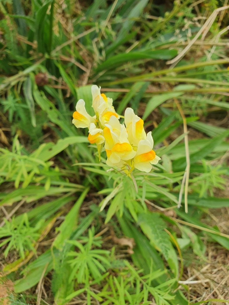 common toadflax from Edwinstowe, UK on August 21, 2024 at 03:00 PM by ...