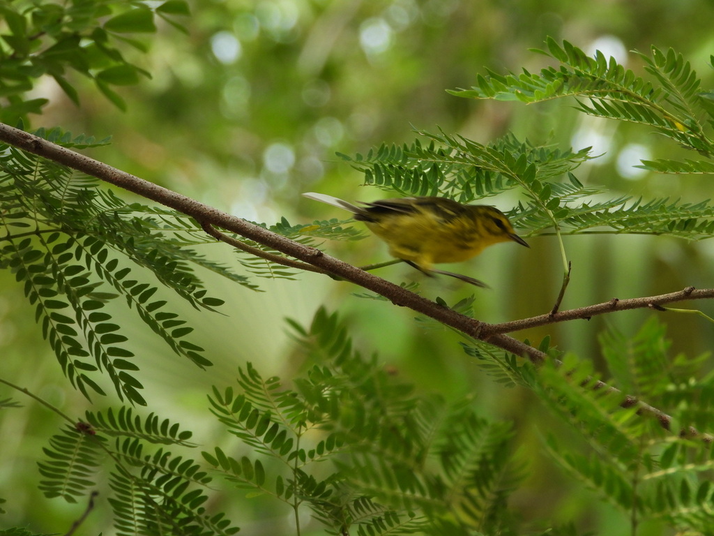 Vitelline Warbler in July 2024 by Bill Michalek · iNaturalist