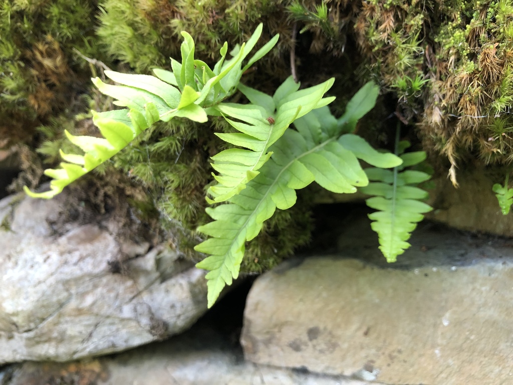 polypody ferns in June 2019 by oakfield9 · iNaturalist