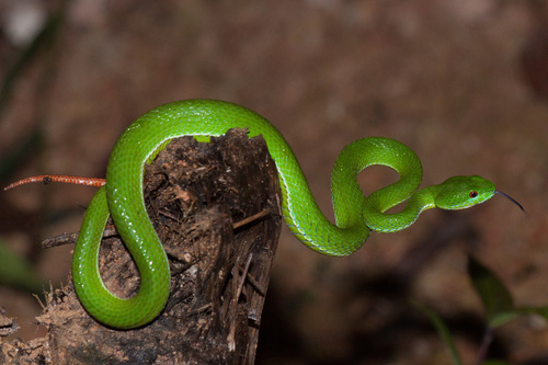 Ruby-eyed Green Pitviper (Trimeresurus rubeus) - Snakes and Lizards