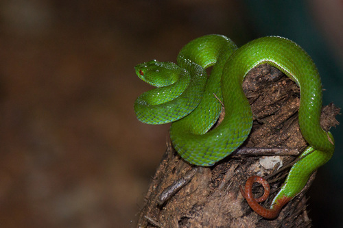Ruby-eyed Green Pitviper (Trimeresurus rubeus) - Snakes and Lizards