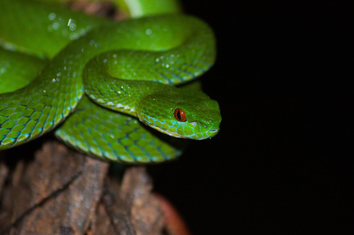 Ruby-eyed Green Pitviper (Trimeresurus rubeus) - Snakes and Lizards