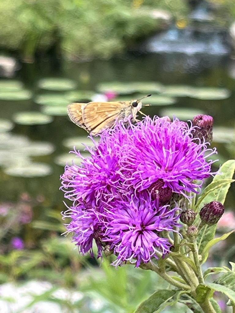 Huron Sachem from Faust Park Thornhill Home and Historical Village ...