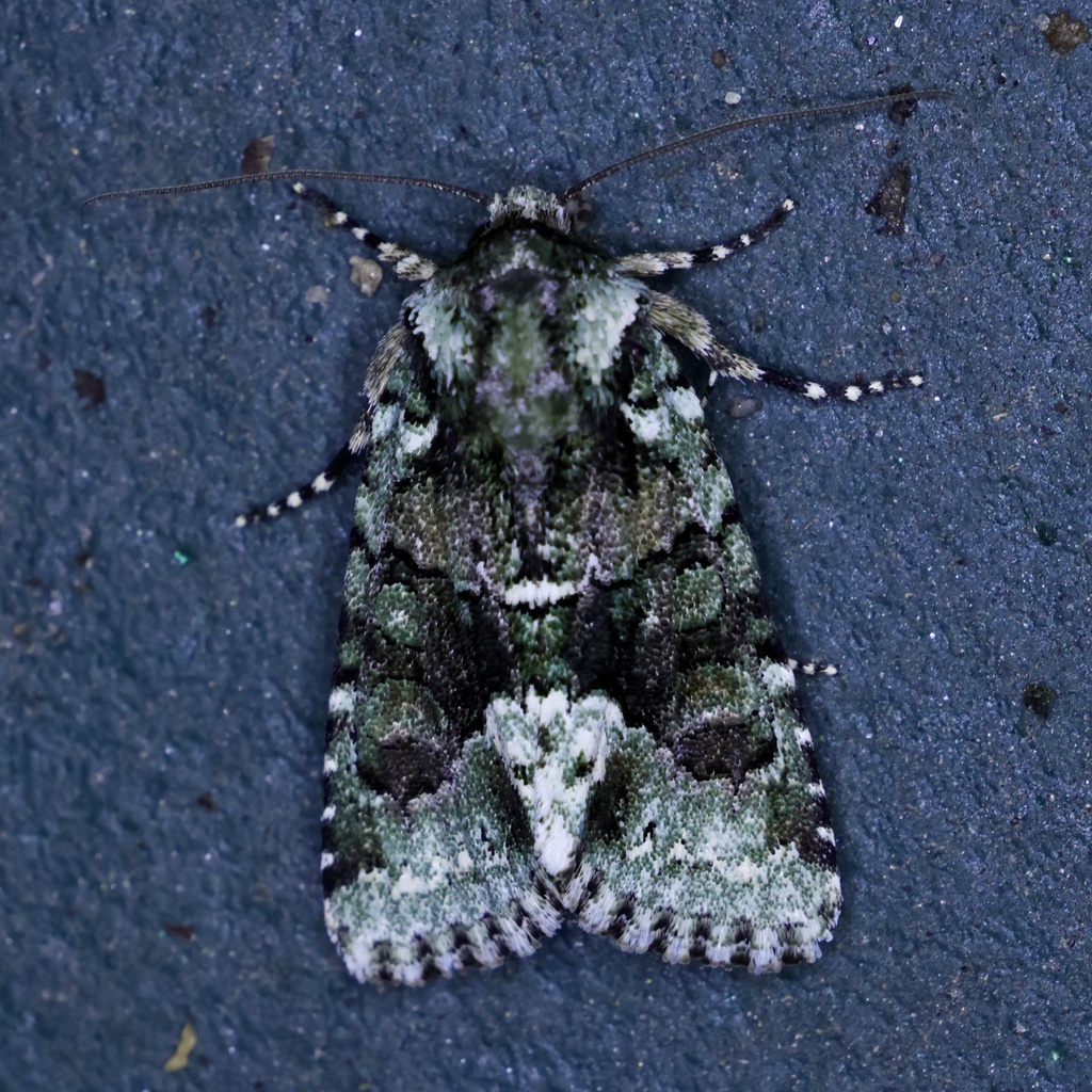 Explicit Arches from Long Island, New York, NY, US on August 20, 2024 at 09:33 PM by ...