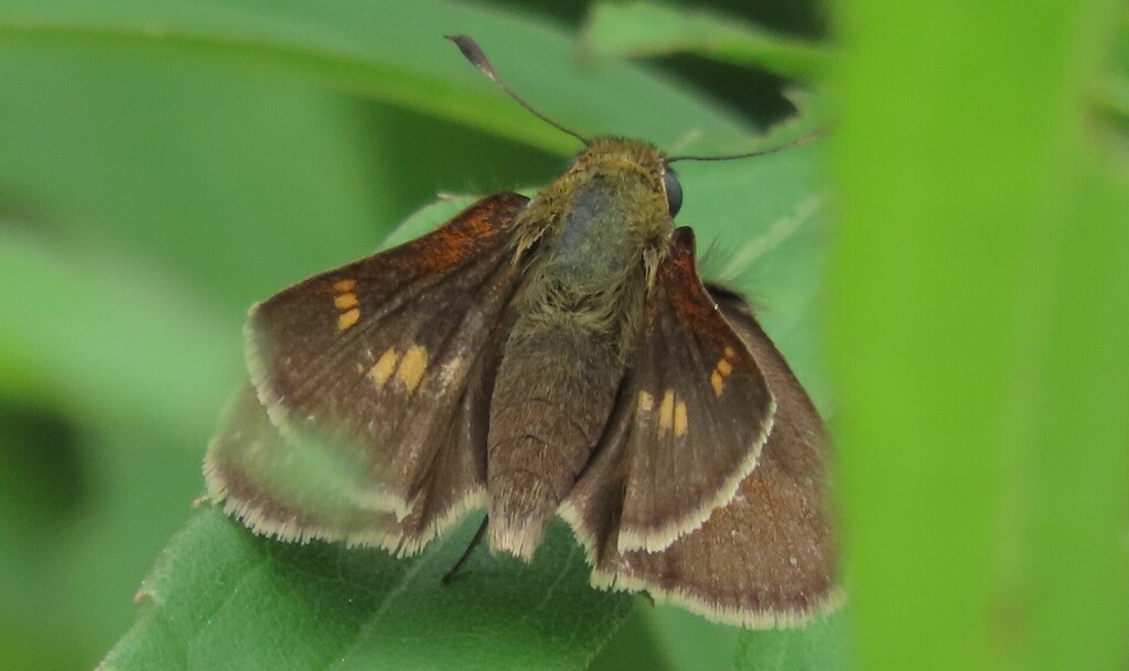 Crossline Skipper from Lee, NH, USA on August 20, 2024 at 01:22 PM by ...