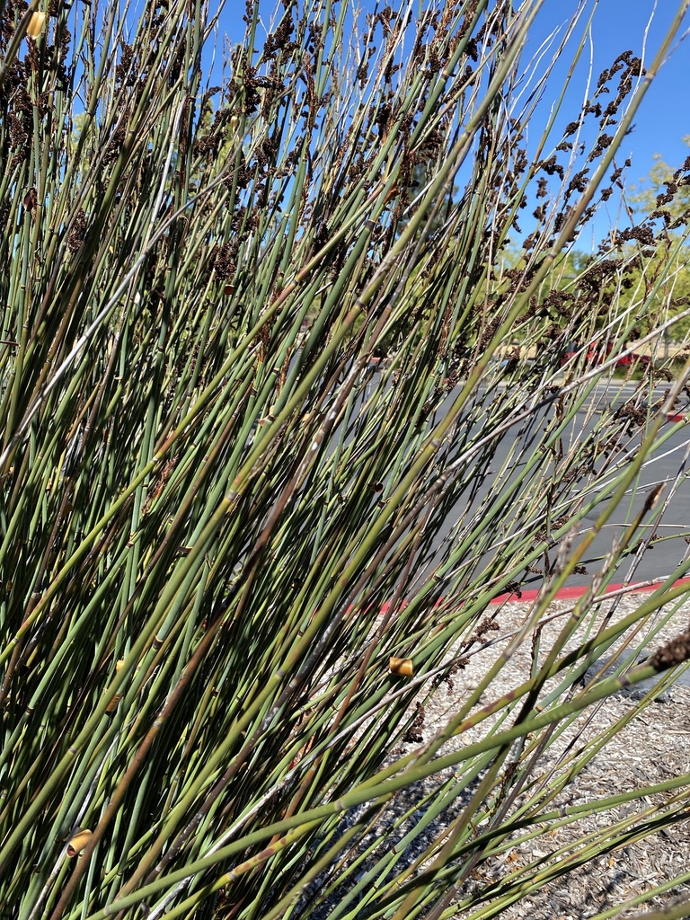Cape Thatching Reed from Brace Rd, Loomis, CA, US on August 21, 2024 at ...