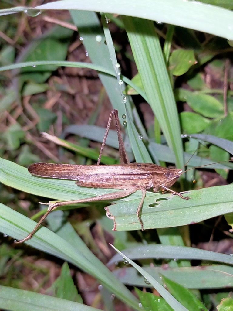 Ruspolia lineosa from 日本、〒409-0112 山梨県上野原市上野原3832 on August 21, 2024 at ...