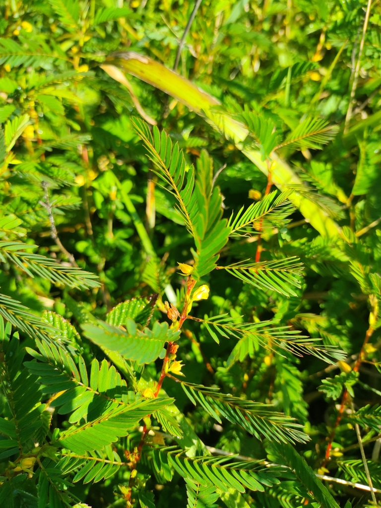 sensitive pea from Manchester, TN 37355, USA on August 21, 2024 at 09: ...