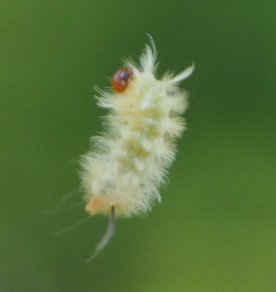 Banded Tussock Moth from Chisago County, MN, USA on August 21, 2024 at ...