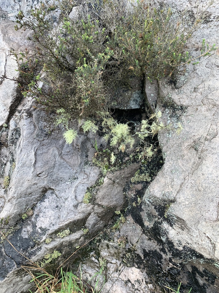 beard lichens from Table Mountain National Park, Cape Town, WC, ZA on ...