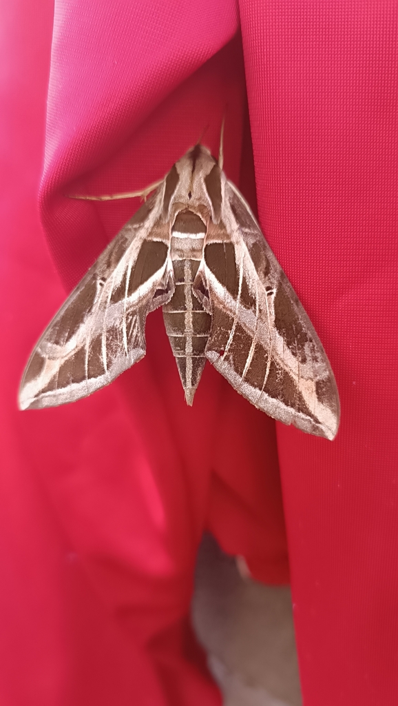 Vine Sphinx from 86244 Samarkanda, Tab., México on August 21, 2024 at ...