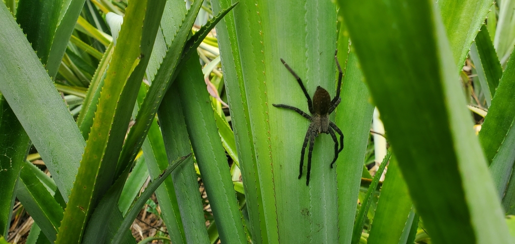 Bromeliad Spiders from Cucuyagua, Copán, Honduras on August 21, 2024 at ...