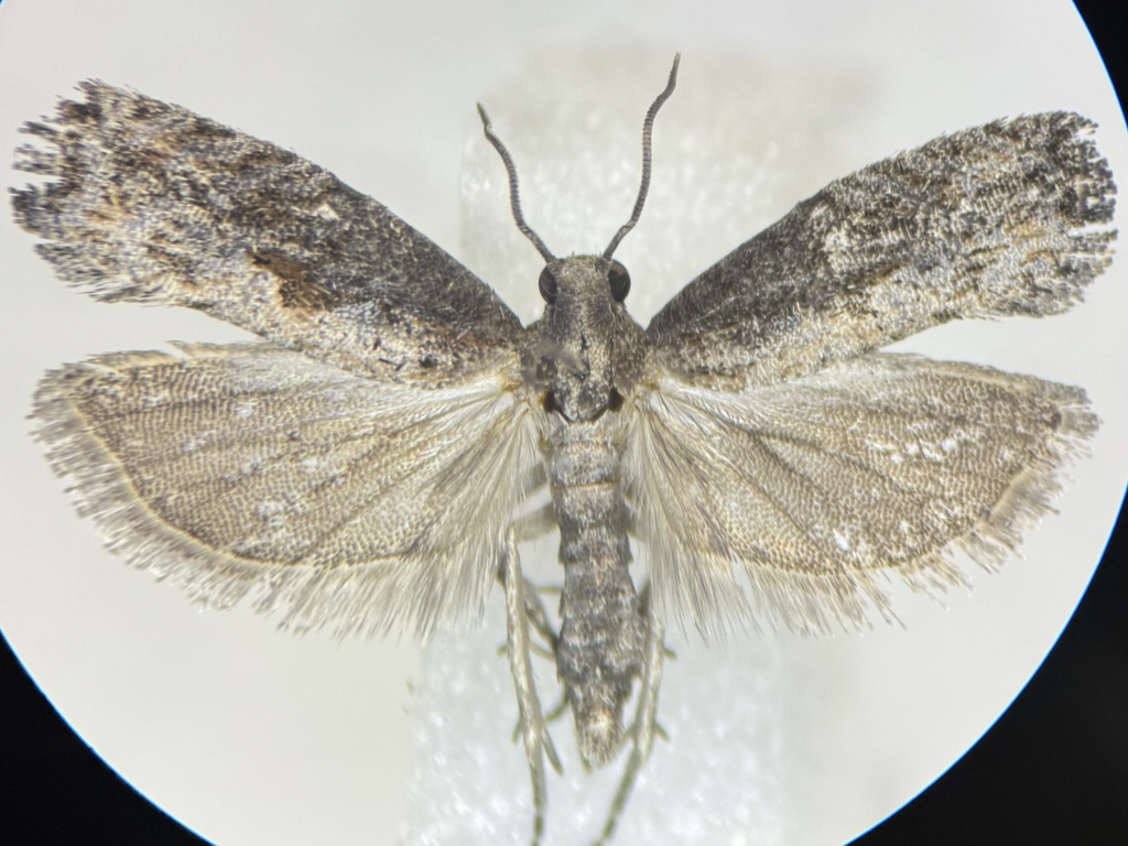 Bayberry Leaftier Moth from Cape Cod National Seashore, Wellfleet, MA ...
