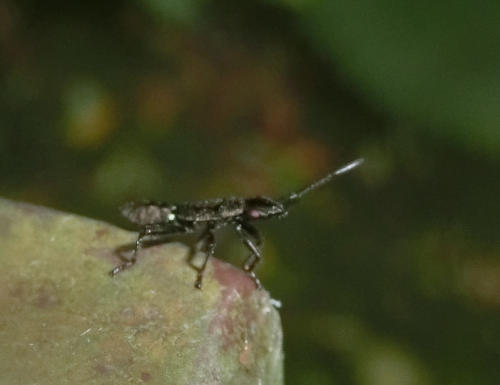 Daclera levana from 520台灣彰化縣田中鎮 on August 21, 2024 at 02:55 PM by ...